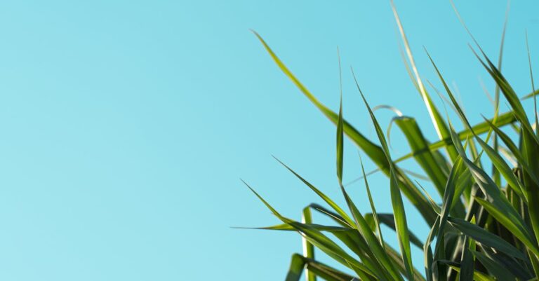 Construire un mur en pisé : l'héritage de la terre compressée